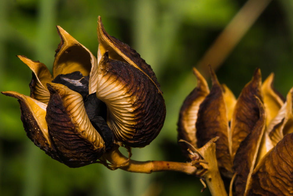 1000 Bulk RED YUCCA Hesperaloe Parviflora Hummingbird Coral Yucca Flow ...