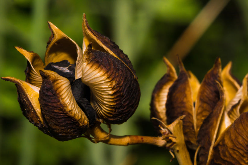 25 RED YUCCA Hesperaloe Parviflora aka Hummingbird, Coral, & Texas Yuc ...