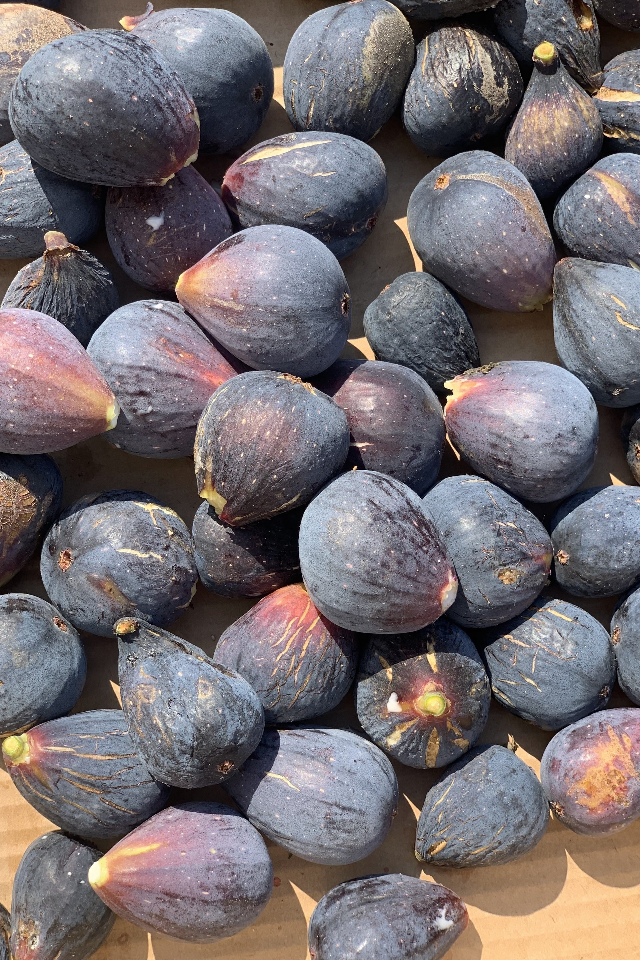 30 COMMON Edible FIG TREE Ficus Carica Purple Brown Skin Pink Flesh Fr ...