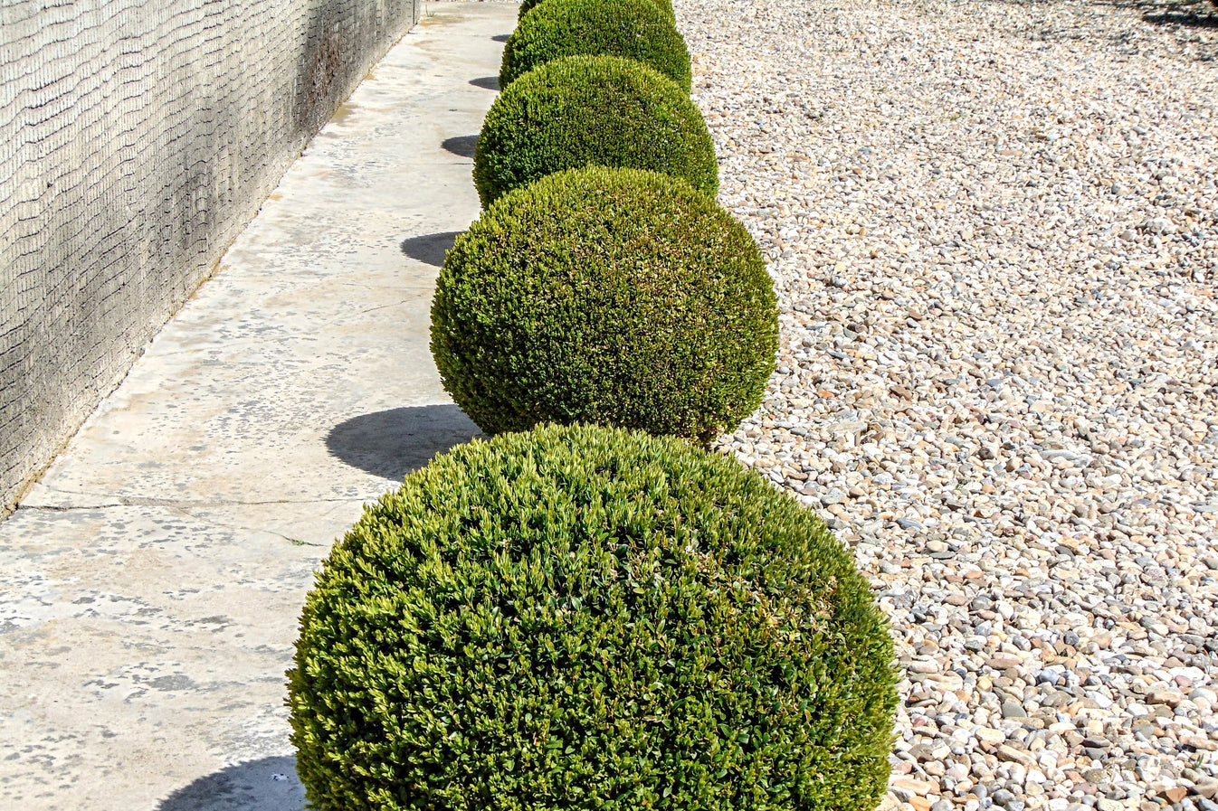 30 AMERICAN BOXWOOD Common Buxus Sempervirens European Box Shrub Seeds ...