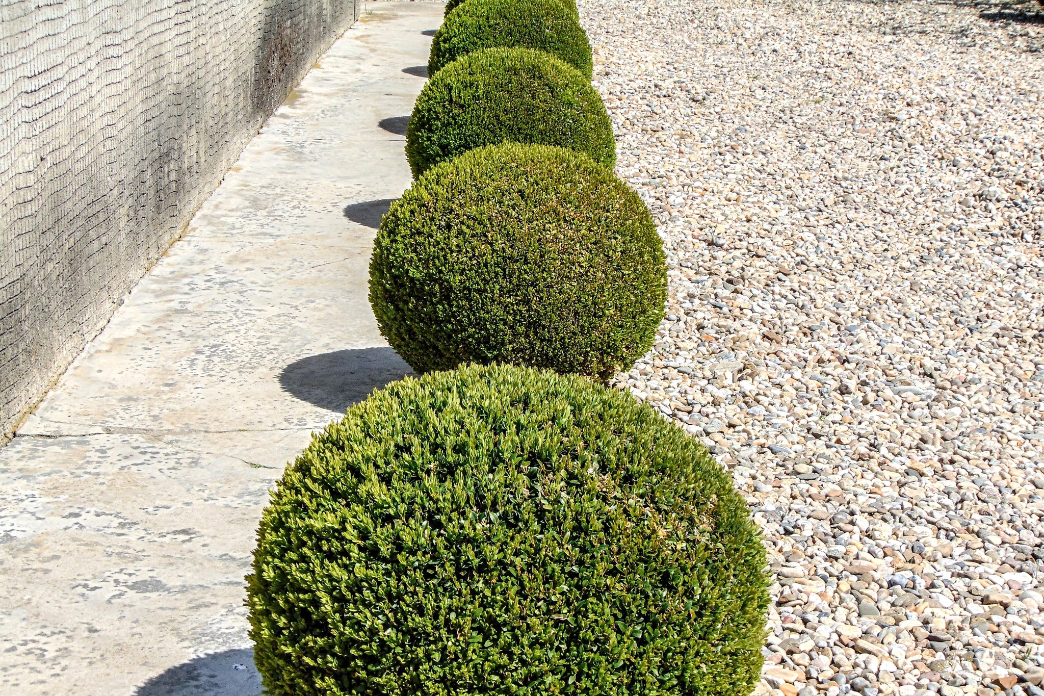 30 AMERICAN BOXWOOD Common Buxus Sempervirens European Box Shrub Seeds ...