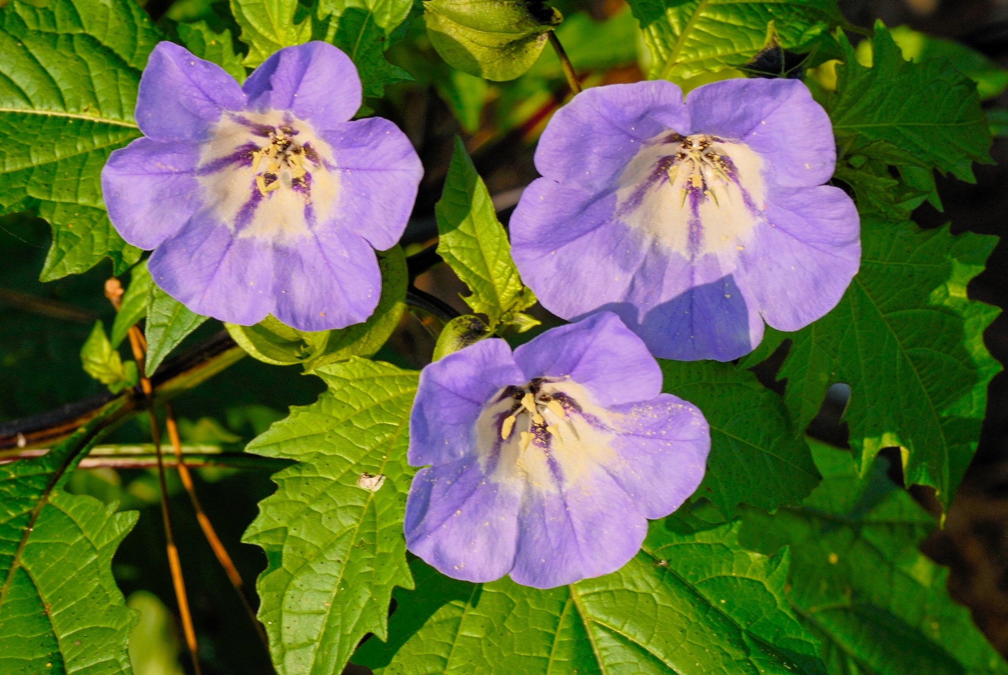100 APPLE OF PERU Shoofly Plant Nicandra Physalodes Violet Blue Flower ...