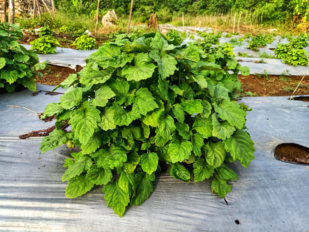 5 TRUE PATCHOULI SHRUB Fragrant Patchouly Pogostemon Cablin Herb Seeds ...