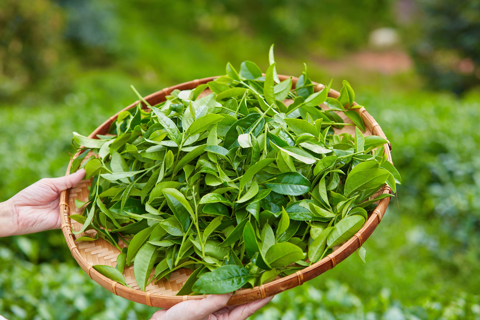 5 TEA PLANT Black & Green Drinking Tea Camellia Sinensis Evergreen Tre ...
