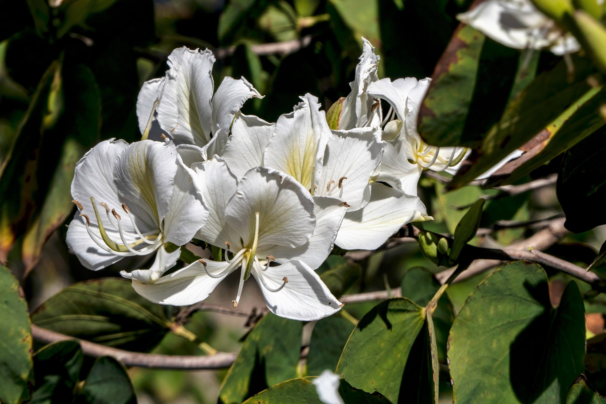 10 WHITE ORCHID TREE Bauhinia Alba syn Variegata Candida Hawaiian Moun ...