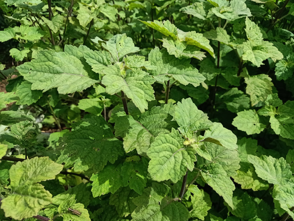 5 TRUE PATCHOULI SHRUB Fragrant Patchouly Pogostemon Cablin Herb Seeds ...