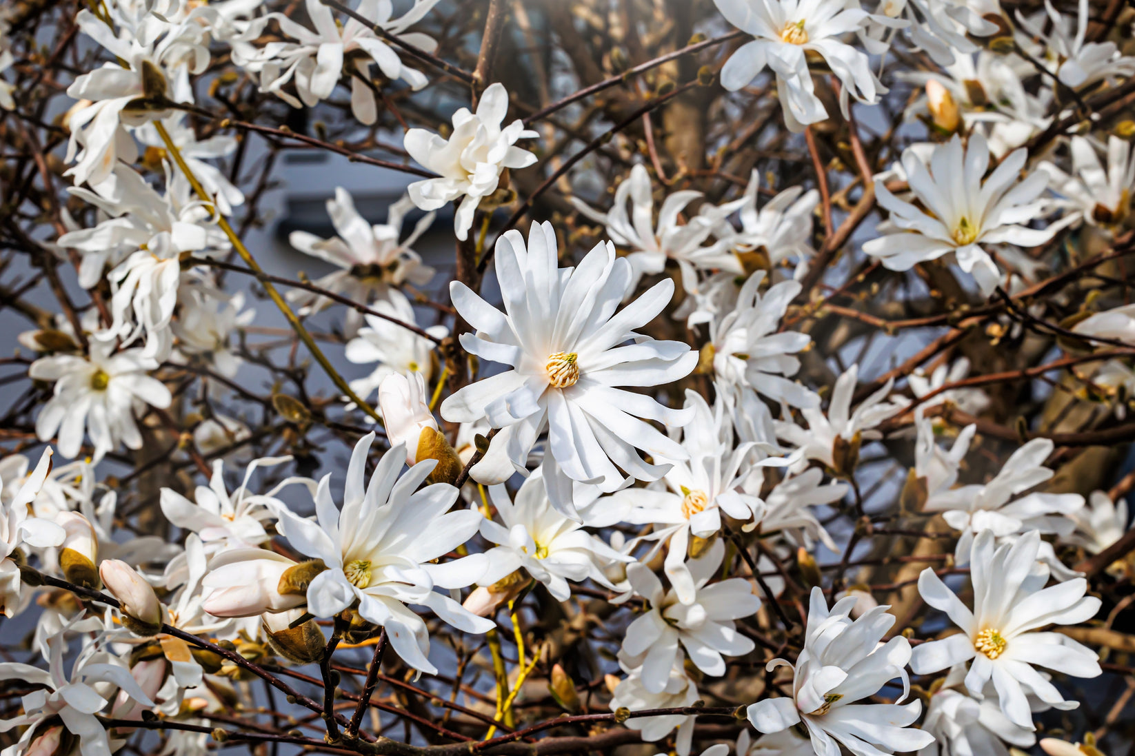 5 STAR MAGNOLIA Stellata TREE Seeds - Fragrant White to Pink Big 4" Wi ...