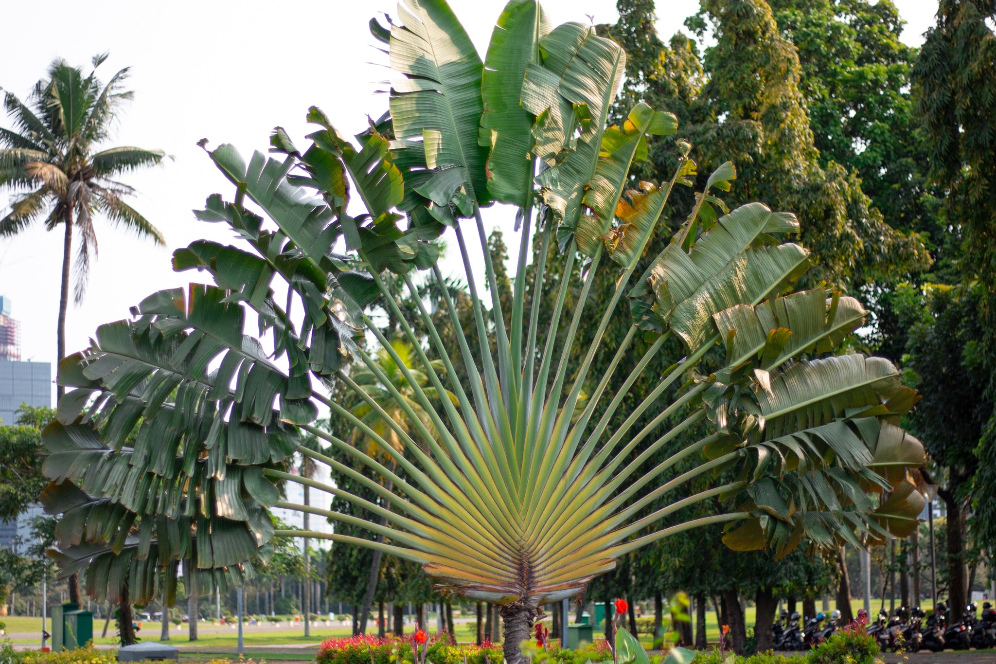 10 TRAVELLER'S PALM TREE Ravenala Madagascariensis Flower Houseplant S ...