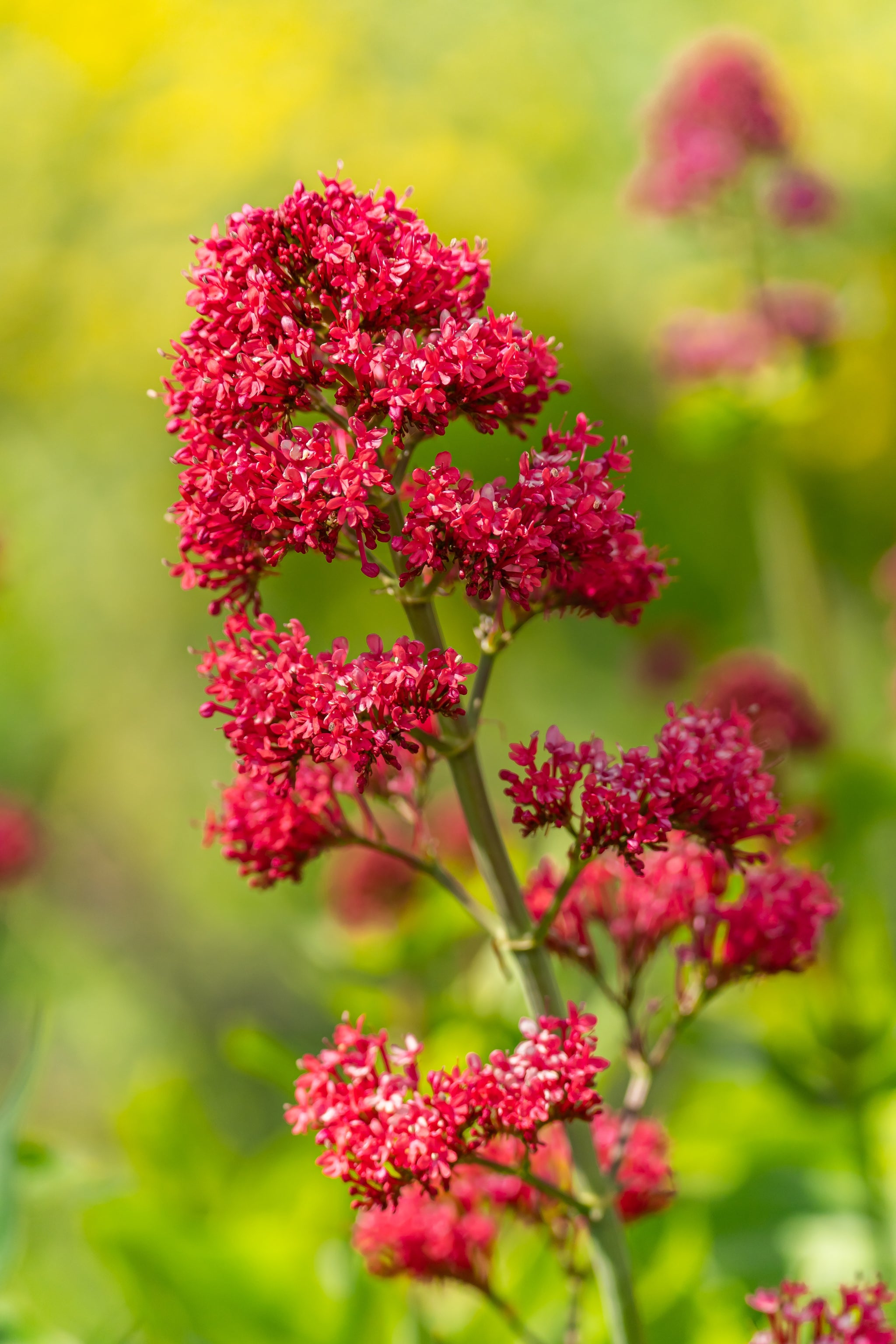 50 RED JUPITER'S BEARD Valerian Keys of Heaven Centranthus Ruber Flowe ...
