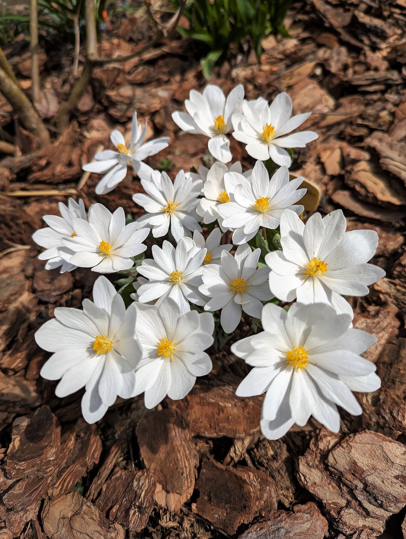 10 White BLOODROOT Sanguinaria Canadensis Shade Ground Cover Flower Se ...