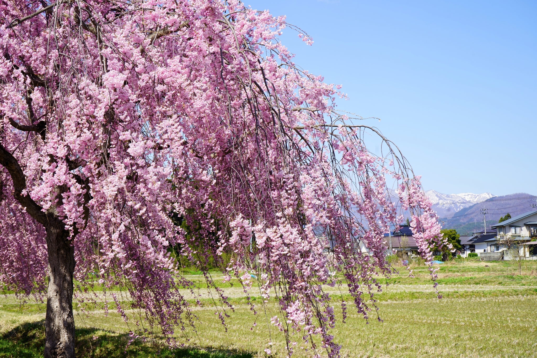 10 WEEPING HIGAN CHERRY Tree Japanese Prunus Subhirtella Pendula Pink ...