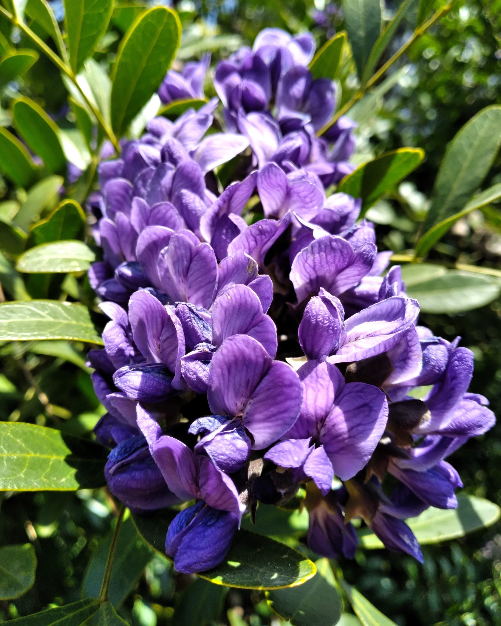 10 TEXAS Mountain LAUREL Sophora Secundiflora Mescal Tree Purple Flowe ...