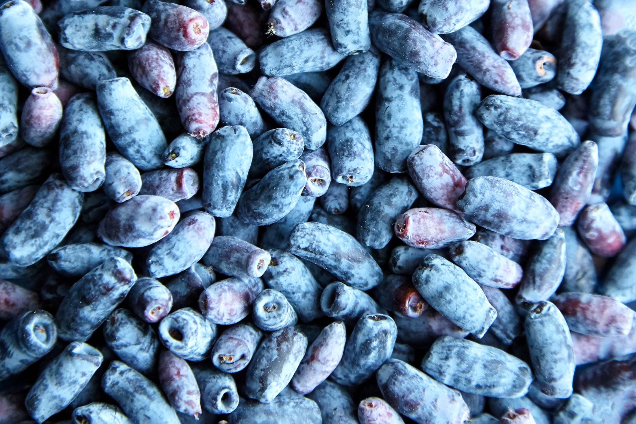 30 HONEYBERRY Blue Honeysuckle Lonicera Caerulea Edible Fruit Shrub Se ...