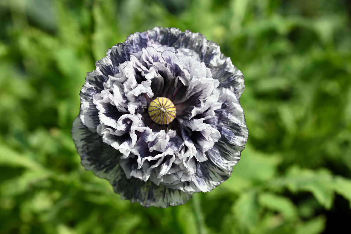 50 Organic AMAZING GREY POPPY Papaver Rhoeas Silvery Gray Flower Seeds ...