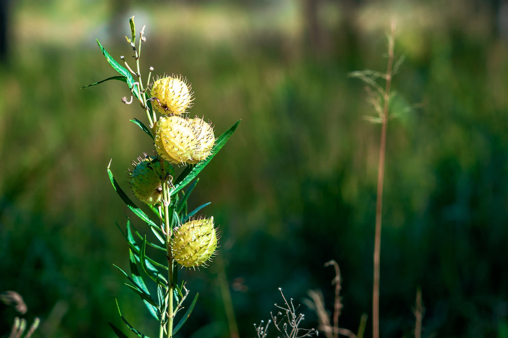 10 SWAN MILKWEED Hairy Balls Butterfly Weed Asclepias Gomphocarpus Fru ...