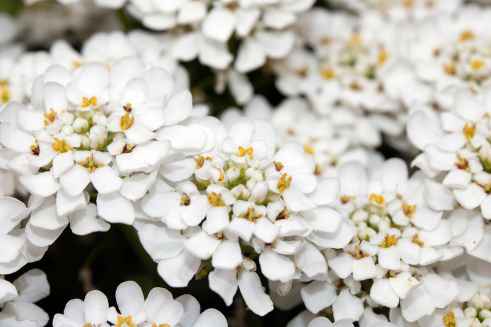 1000 WHITE EMPRESS CANDYTUFT Iberis Amara Groundcover Flower Seeds – Seedville USA