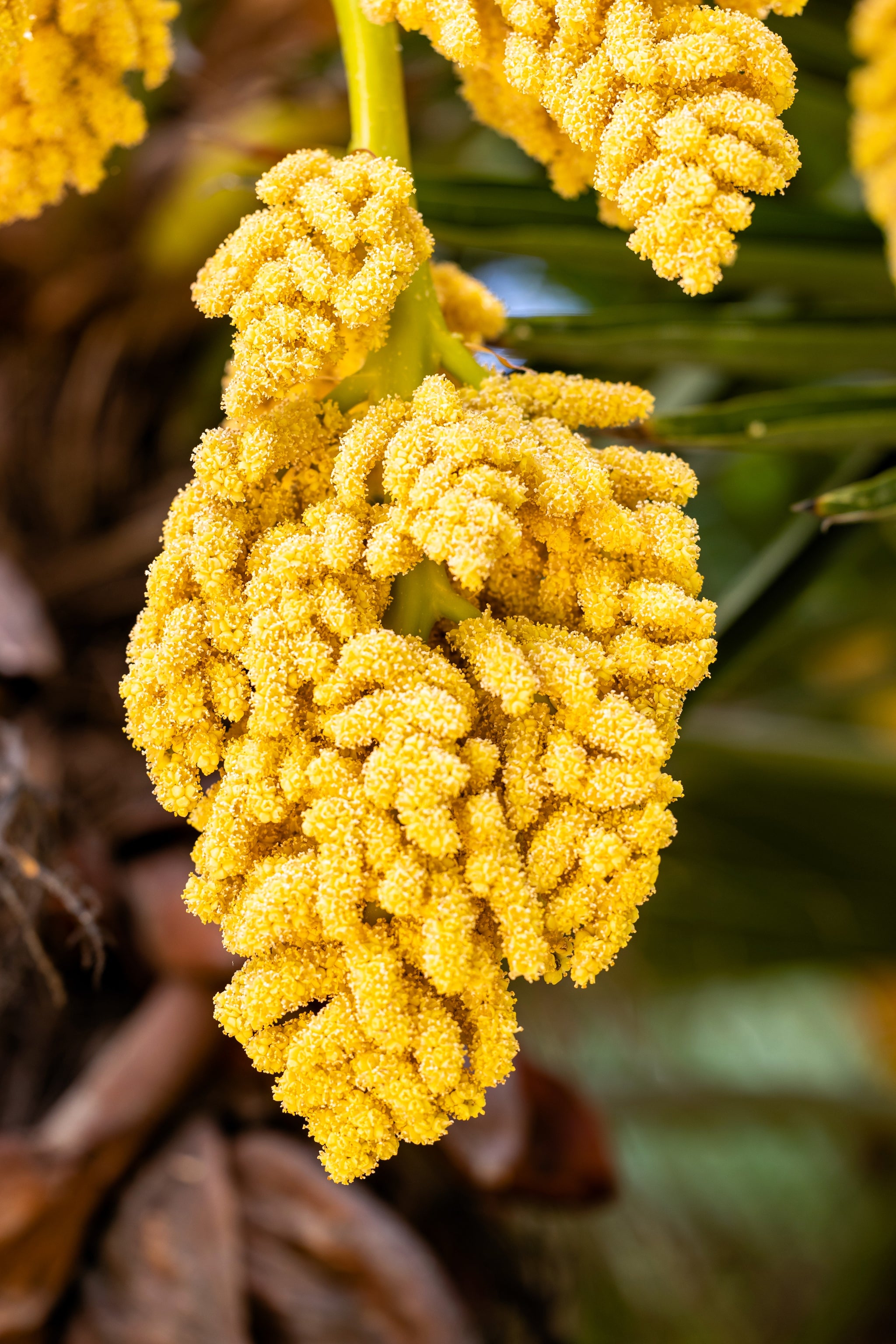 10 WAGNER WINDMILL PALM Dwarf Chusa Trachycarpus Fortunei Wagnerianus ...