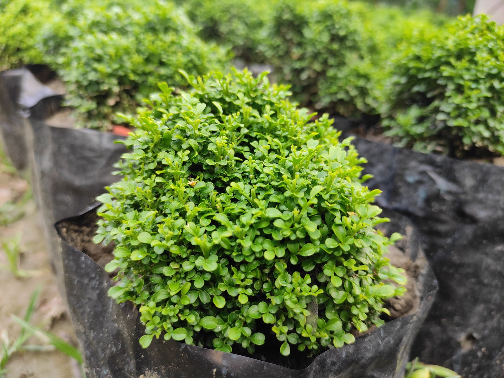 40 LITTLELEAF BOXWOOD Korean Buxus Microphylla Koreana Shrub Seeds ...