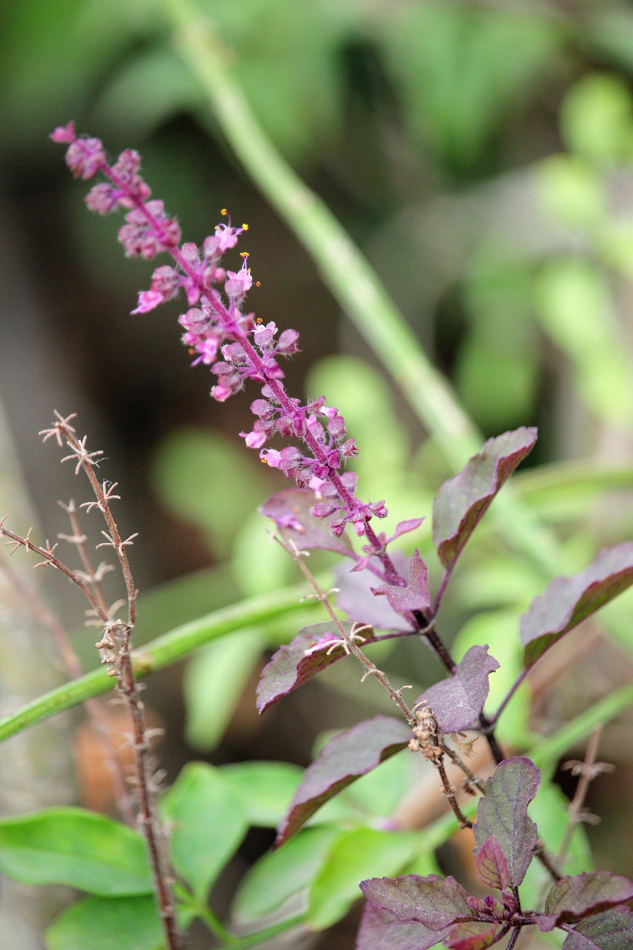 200 Purple Krishna Tulsi HOLY BASIL Ocimum Sanctum Tenuiflorum Herb Fl ...