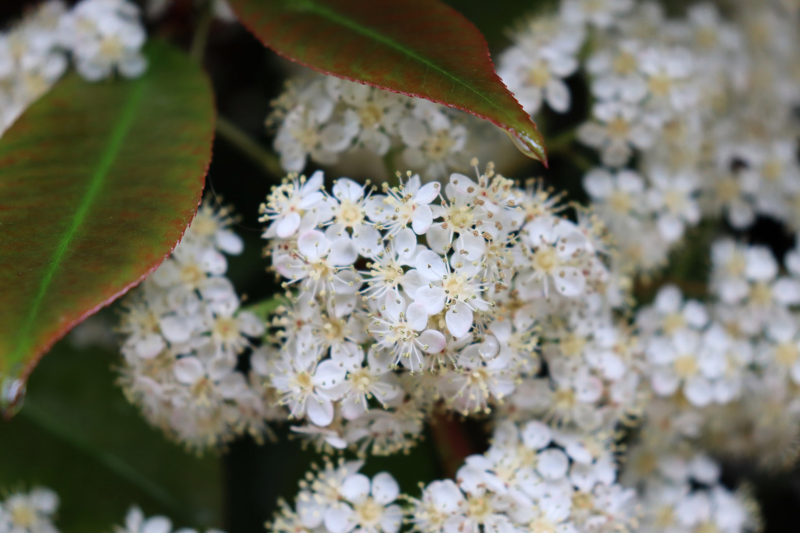 50 HEAVENLY BAMBOO Sacred Nandina Domestica Pink Red Sun Shade Shrub S ...