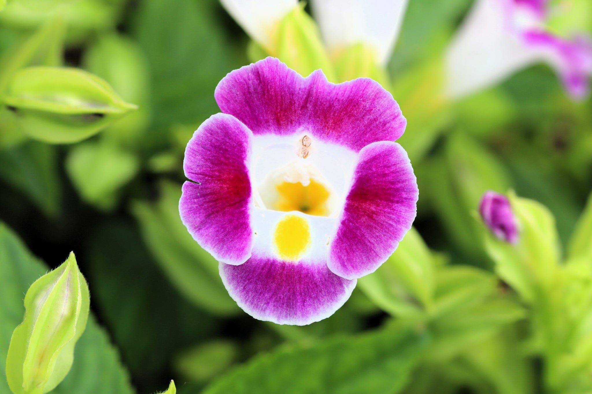 10 KAUAI MIX TORENIA Fournieri Sun or Shade Wishbone Flower Seeds - Mi ...