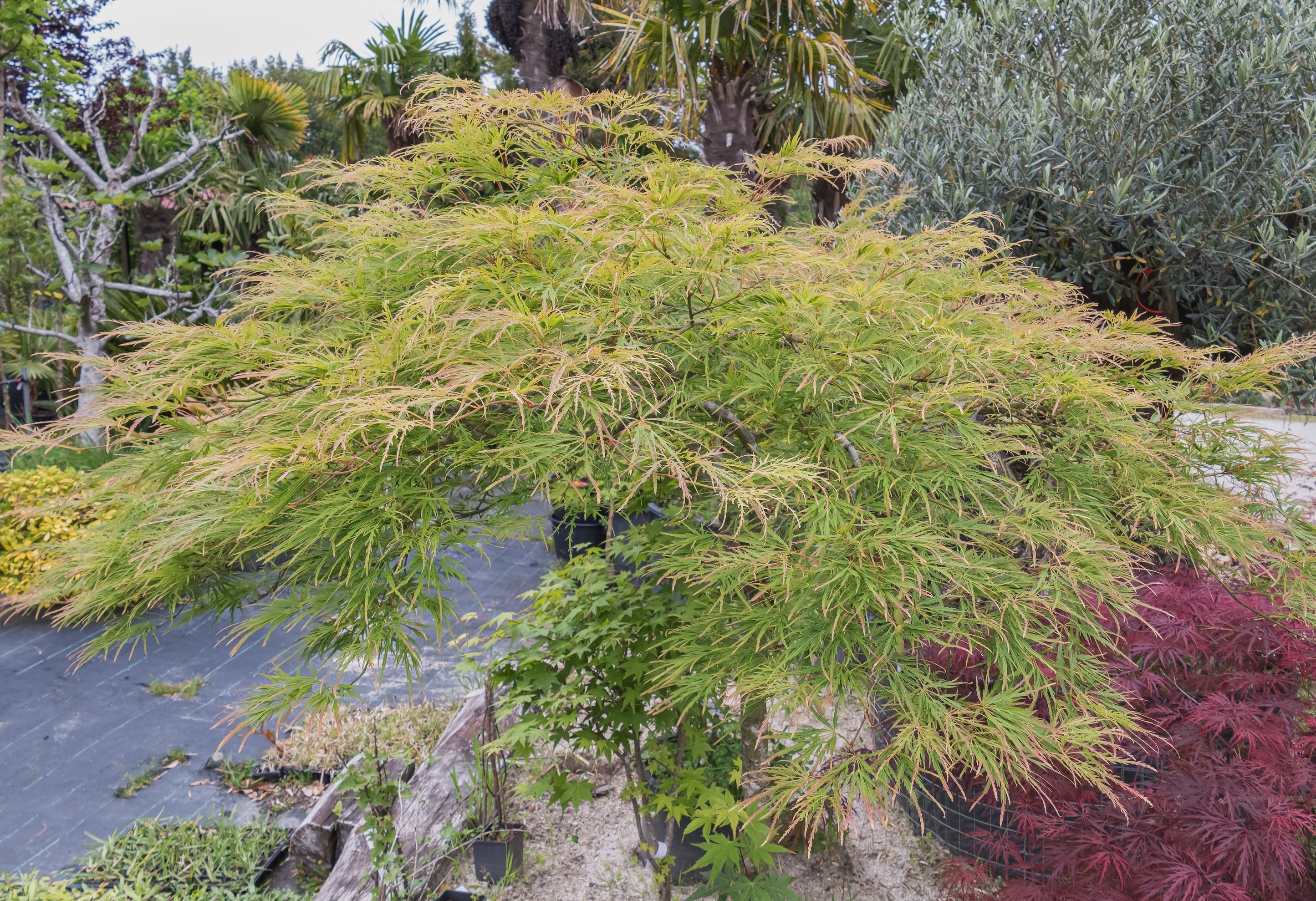10 Upright GREEN LACELEAF MAPLE Japanese Seiryu Acer Palmatum Dissectu ...