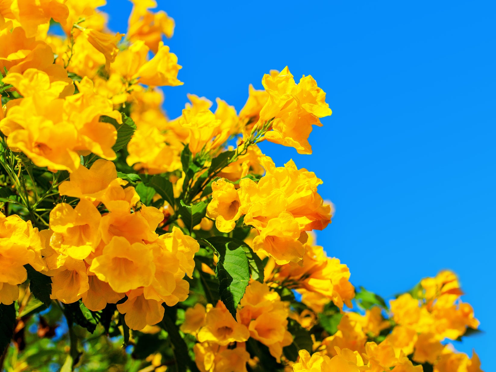 10 TECOMA STANS (Yellow Trumpetbush / Yellow Bells / Yellow Elder / Es ...