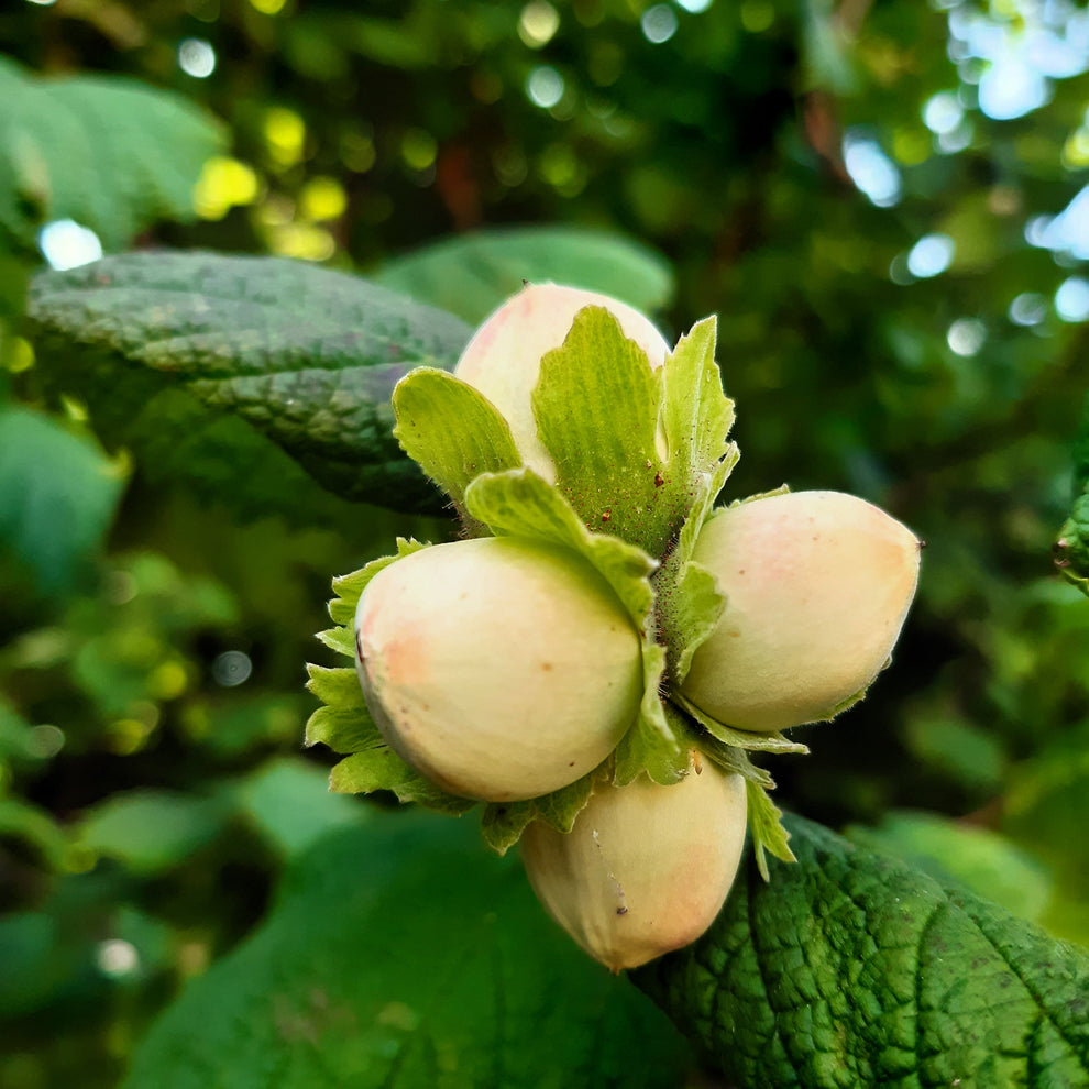 5 EUROPEAN HAZELNUT TREE aka Common Filbert Corylus Avellana Fruit Nut ...