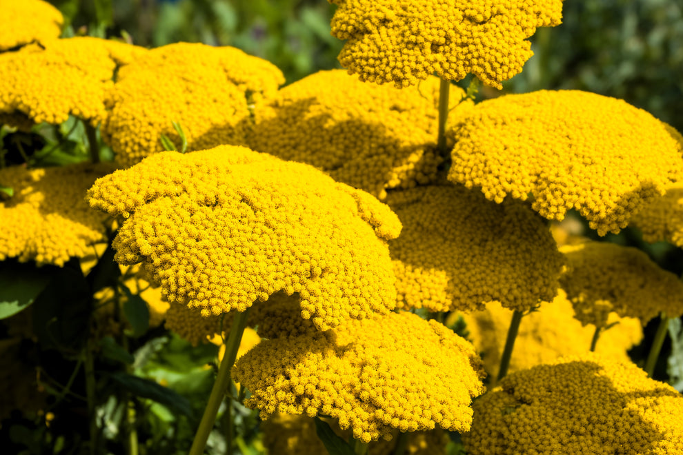 250 GOLD Golden Yellow YARROW Achillea Filipendulina Flower Seeds ...