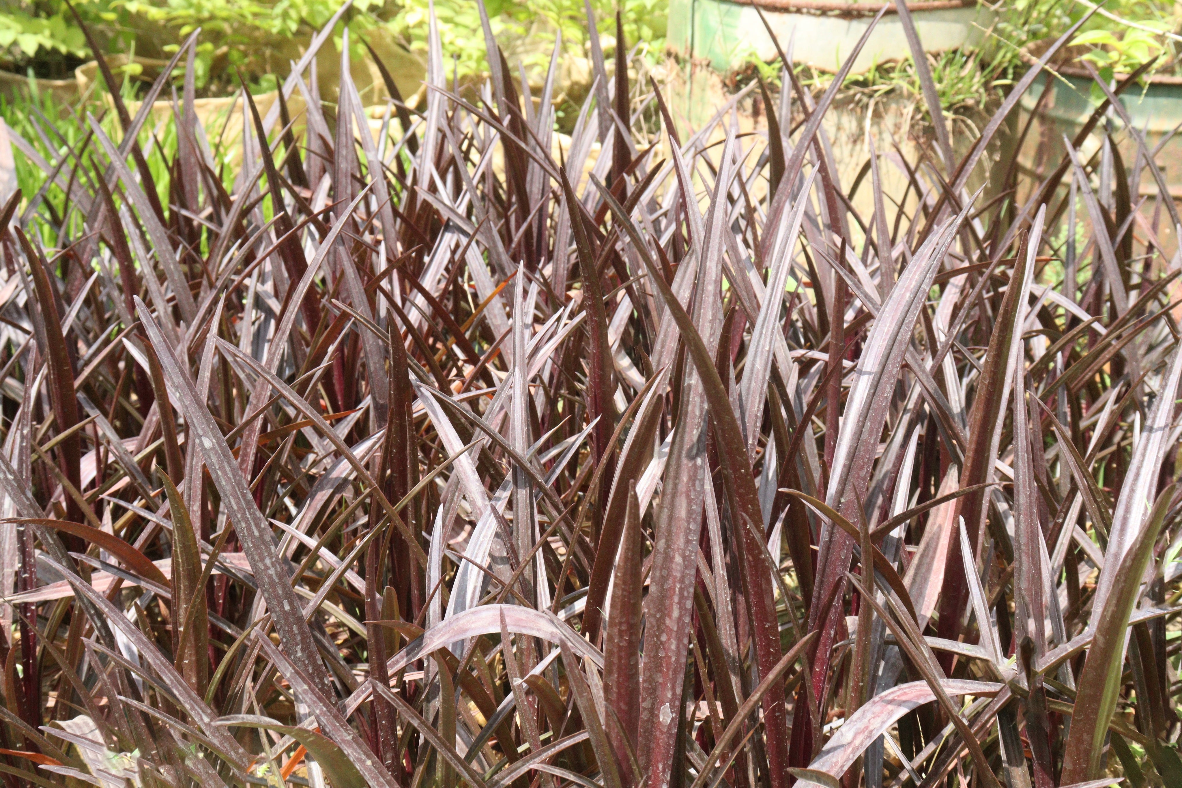 10 Purple NEW ZEALAND FLAX Phormium Tenax Purpureum Ornamental Grass F ...