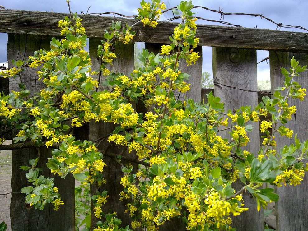 20 GOLDEN CURRANT SHRUB Black Fruit Yellow Flower Ribes Chrysobotrya A ...