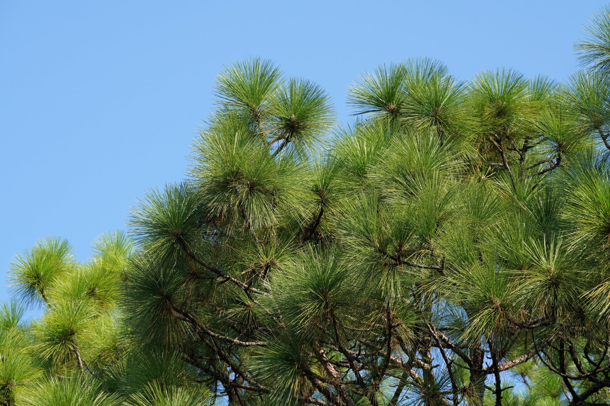 5 Pine Nut ITALIAN STONE PINE Pinus Pinea Umbrella Tree Seeds ...