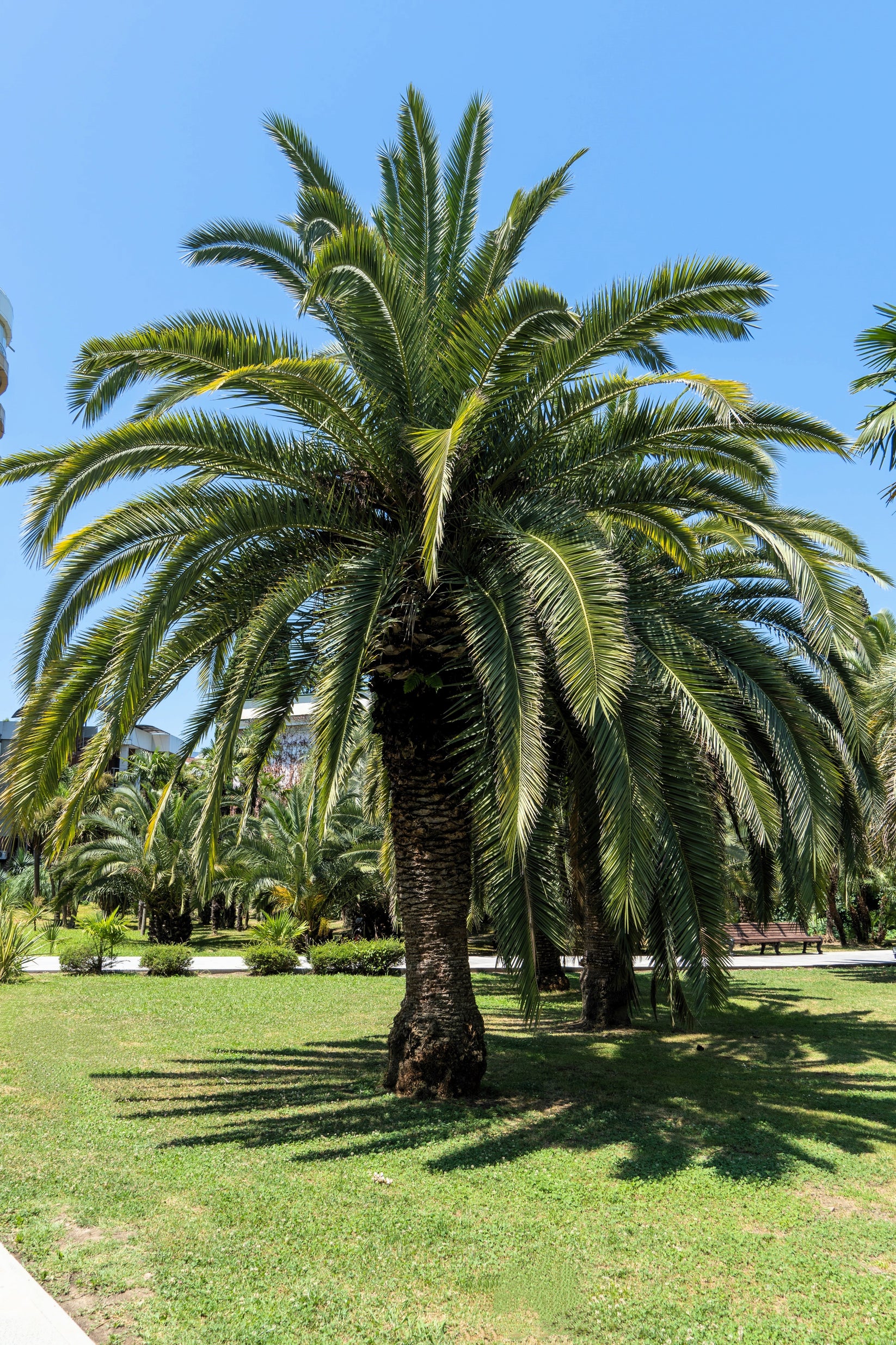 10 COCO PALM Jelly Palm Pindo Butia Capitata Edible Fruit Tree Housepl ...