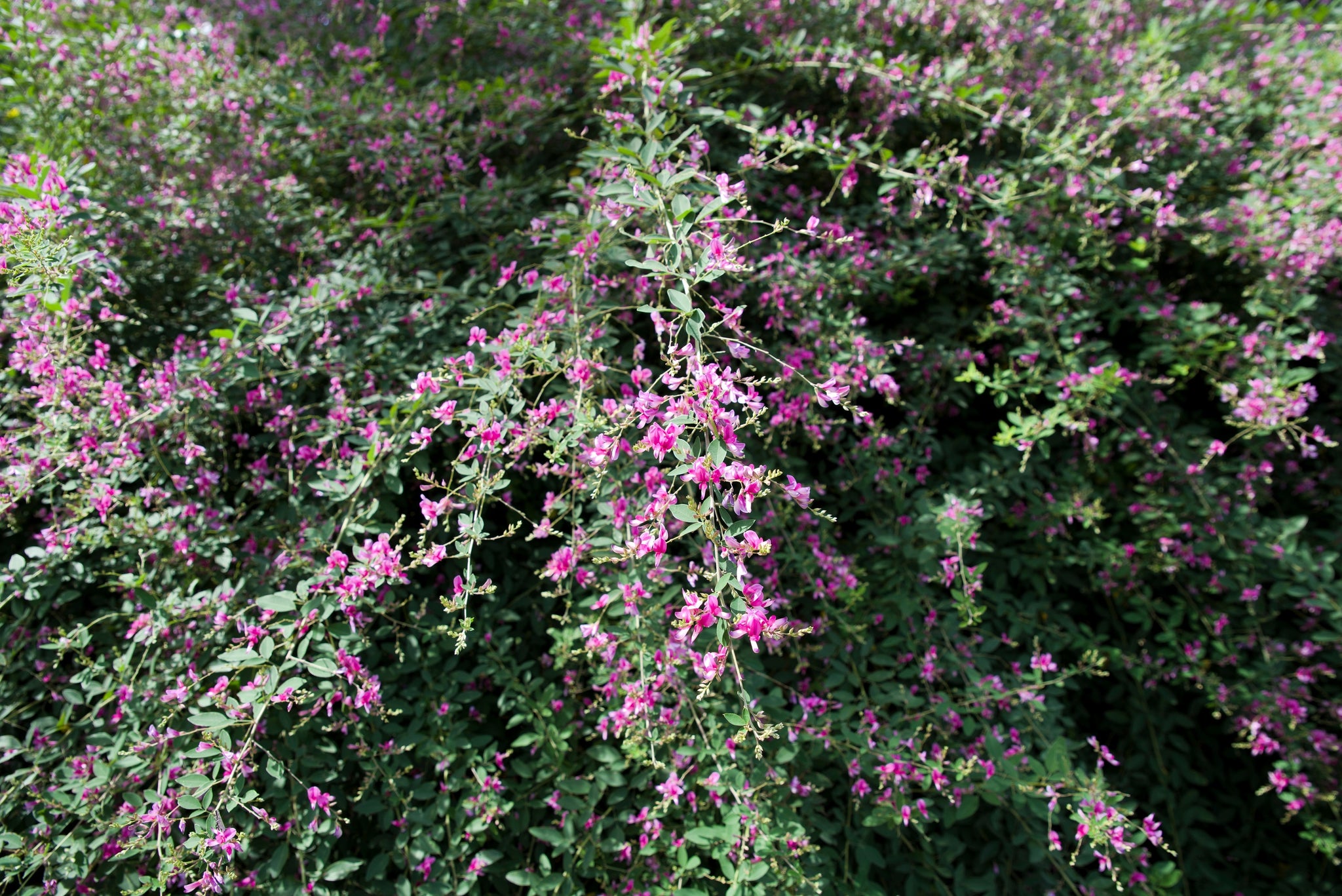 100 SLENDER BUSH CLOVER Lespedeza Virginica Bushclover Native Shrub Pi ...