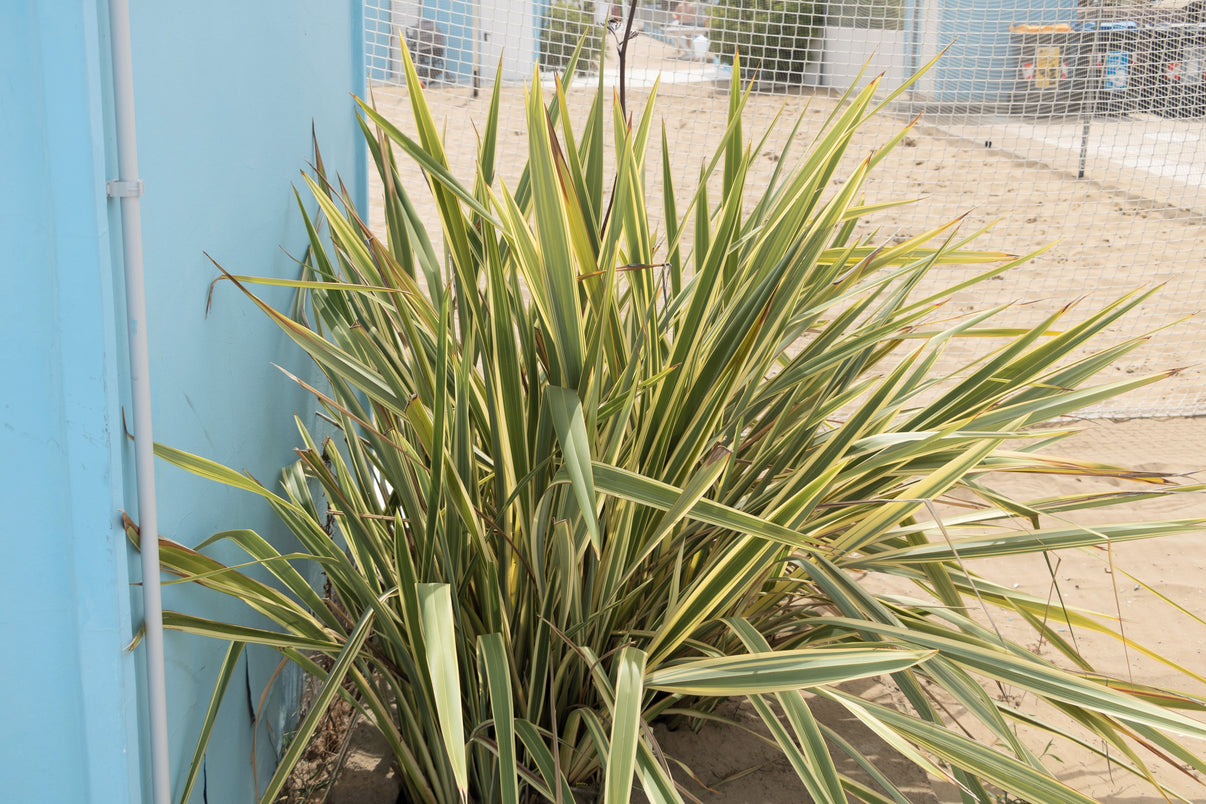 10 Variegated NEW ZEALAND FLAX Phormium Tenax Variegatum Ornamental Gr ...