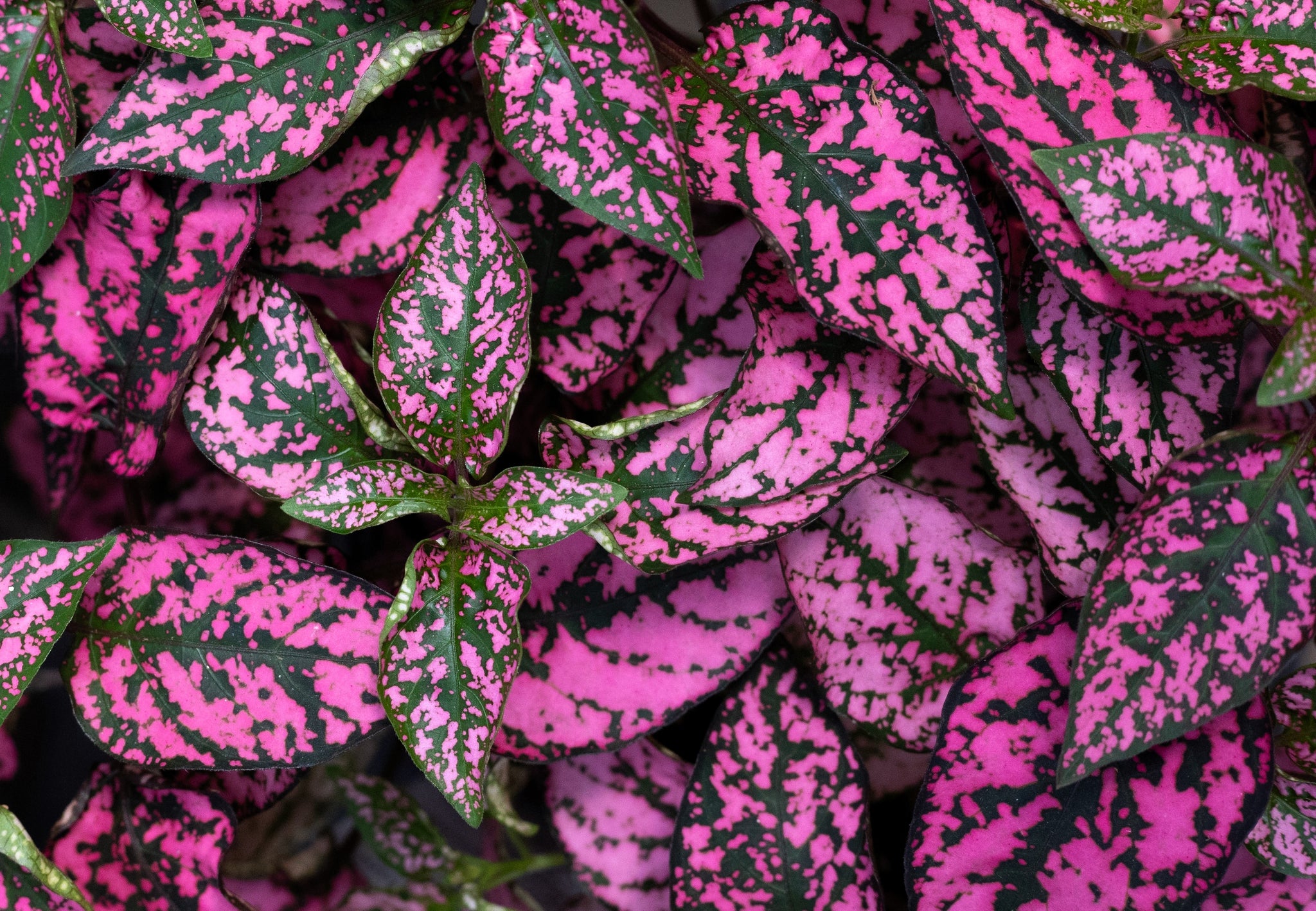 10 Dwarf ROSE Pink POLKA DOT PLANT Splash Select Hypoestes Phyllostach ...