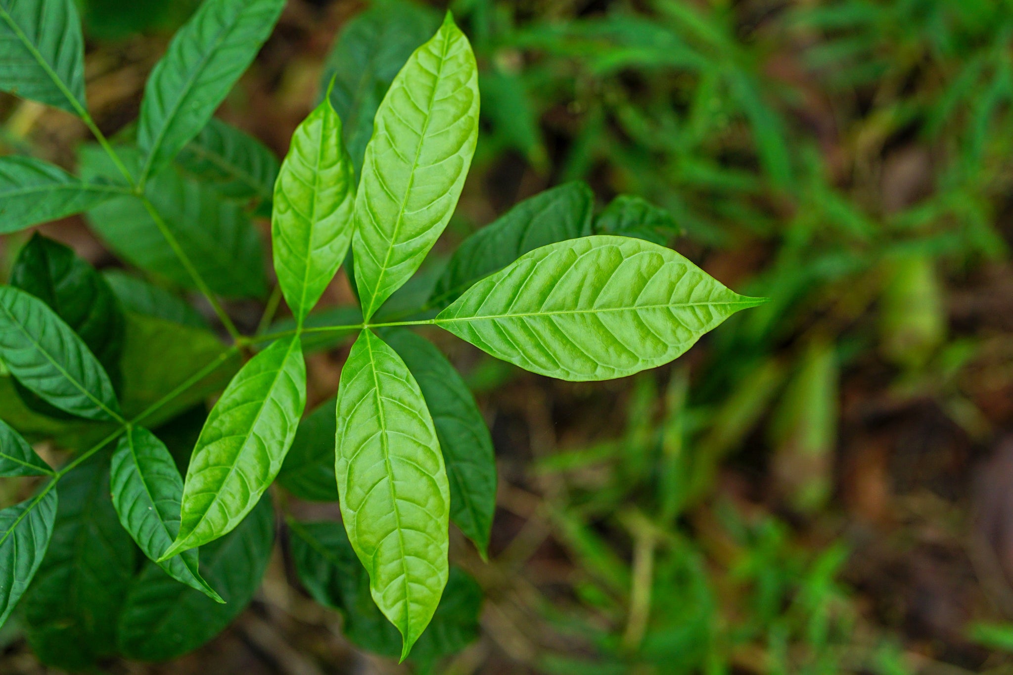 5 TRUE MAHOGANY TREE Honduran Big Leaf Sky Fruit Swietenia Macrophylla ...