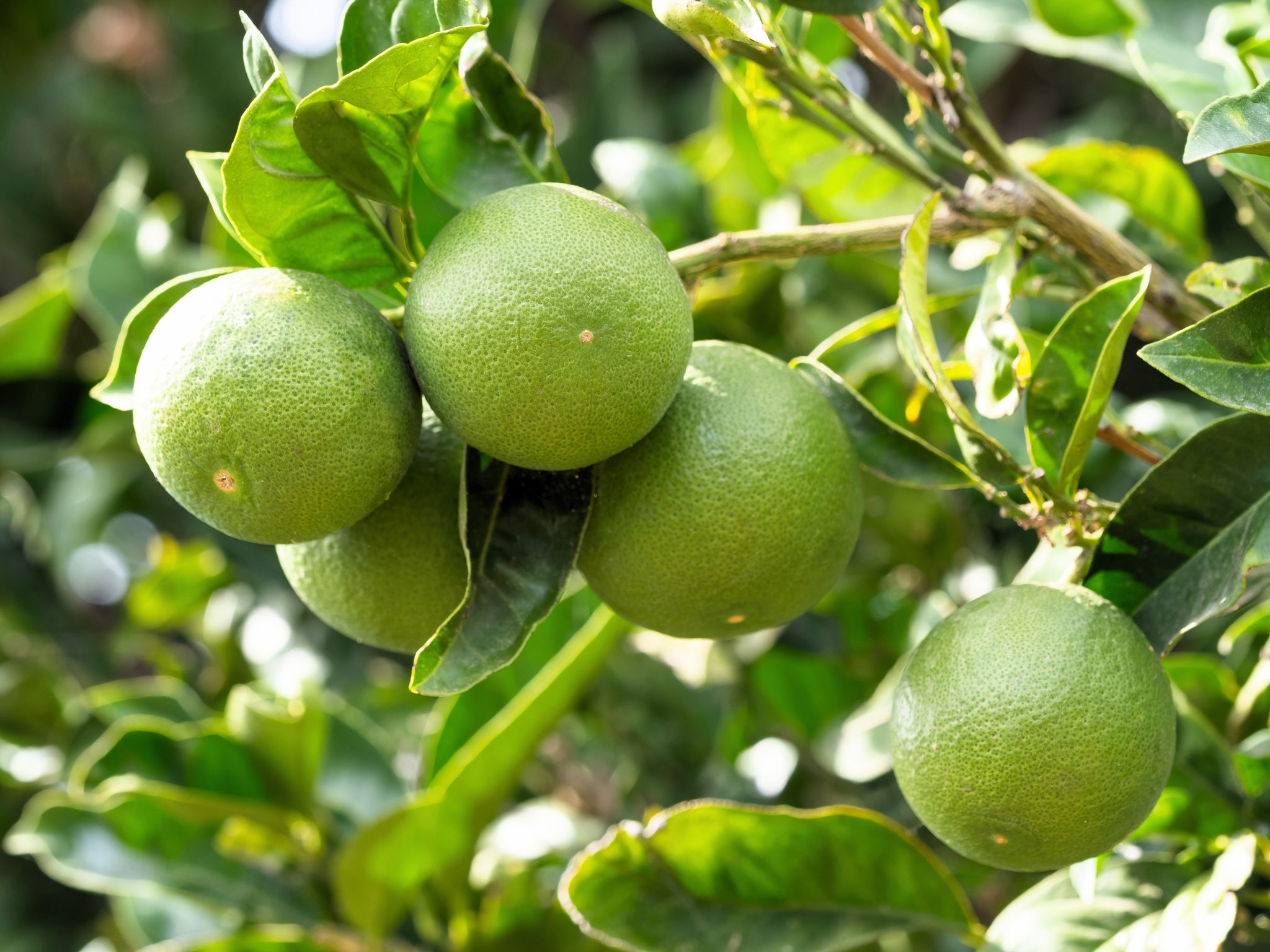 15 KEY LIME Citrus Aurantifolia Fruit Tree Shrub Seeds – Seedville USA