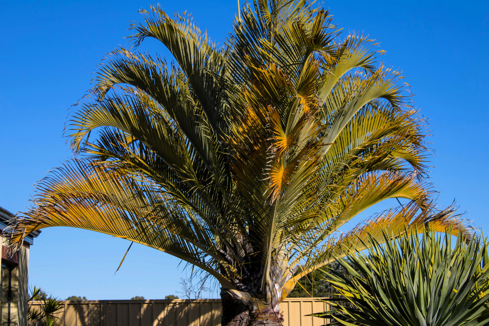 10 TRIANGLE PALM TREE Dypsis Decaryi Rare Tropical from Madagascar See ...
