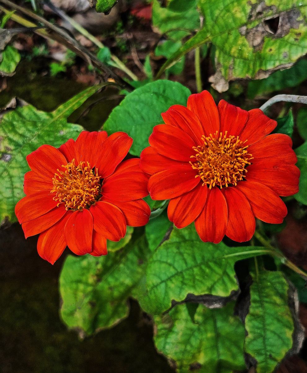 50 RED MEXICAN Torch SUNFLOWER Tithonia Rotundifolia Red Orange Flower ...