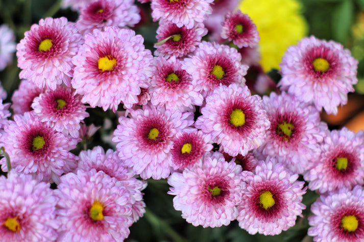 100 Tricolor DOUBLE PAINTED DAISY Chrysanthemum Carinatum Tanacetum Du ...