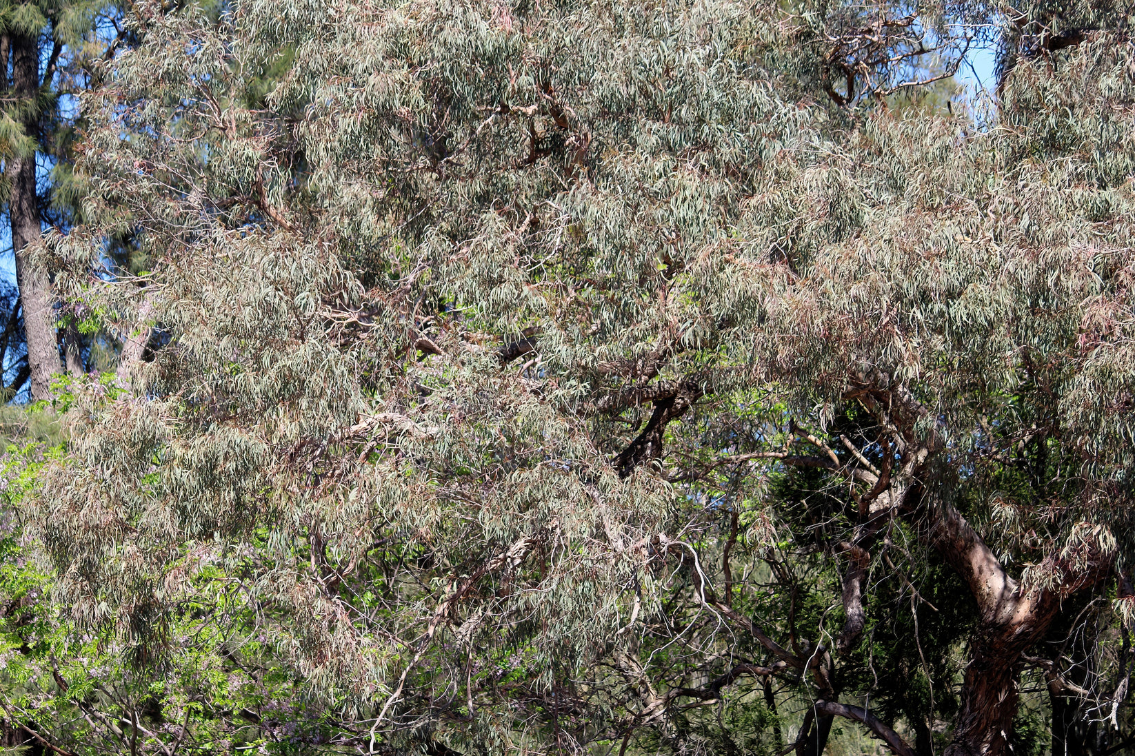 50 RED FLOWERING EUCALYPTUS Sideroxylon Mugga Ironbark Tree Seeds ...