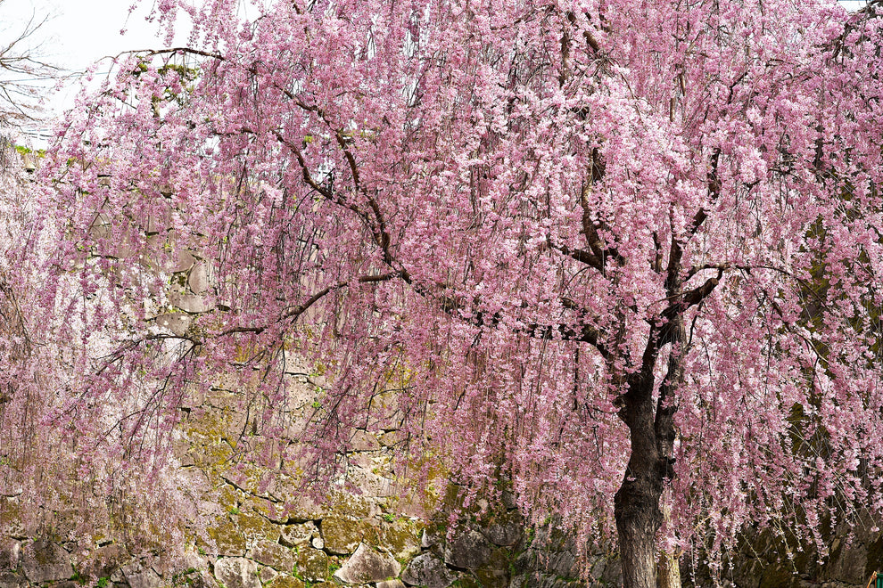 10 WEEPING HIGAN CHERRY Tree Japanese Prunus Subhirtella Pendula Pink ...