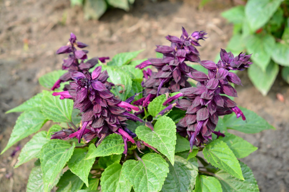 20 BRIGHT PURPLE SALVIA Splendens Scarlet Sage Flower Seeds – Seedville USA
