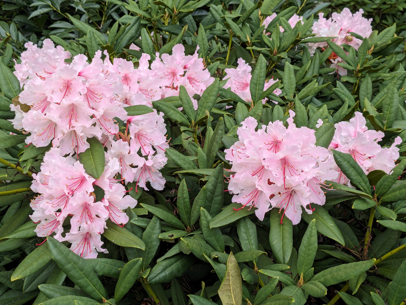50 Rosebay RHODODENDRON Maximum White Pink Laurel Bush Shrub Flower Se ...