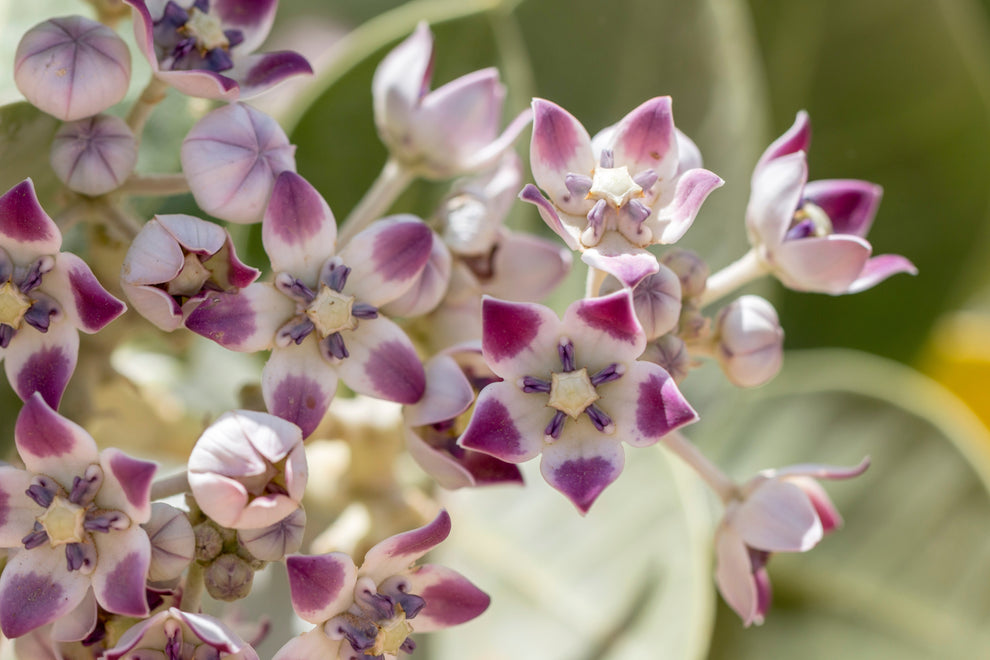 10 GIANT MILKWEED Sodom Apple Calotropis Procera Crown Flower Shrub Se ...