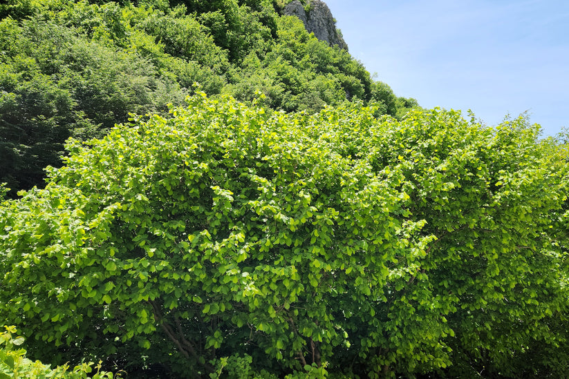 5 EUROPEAN HAZELNUT TREE aka Common Filbert Corylus Avellana Fruit Nut ...