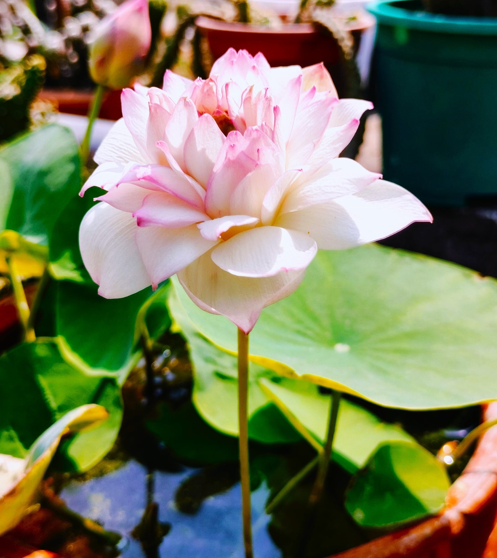 5 BOWL LOTUS Mixed Colors Dwarf Nelumbo Nucifera Aquatic Flower Seeds ...