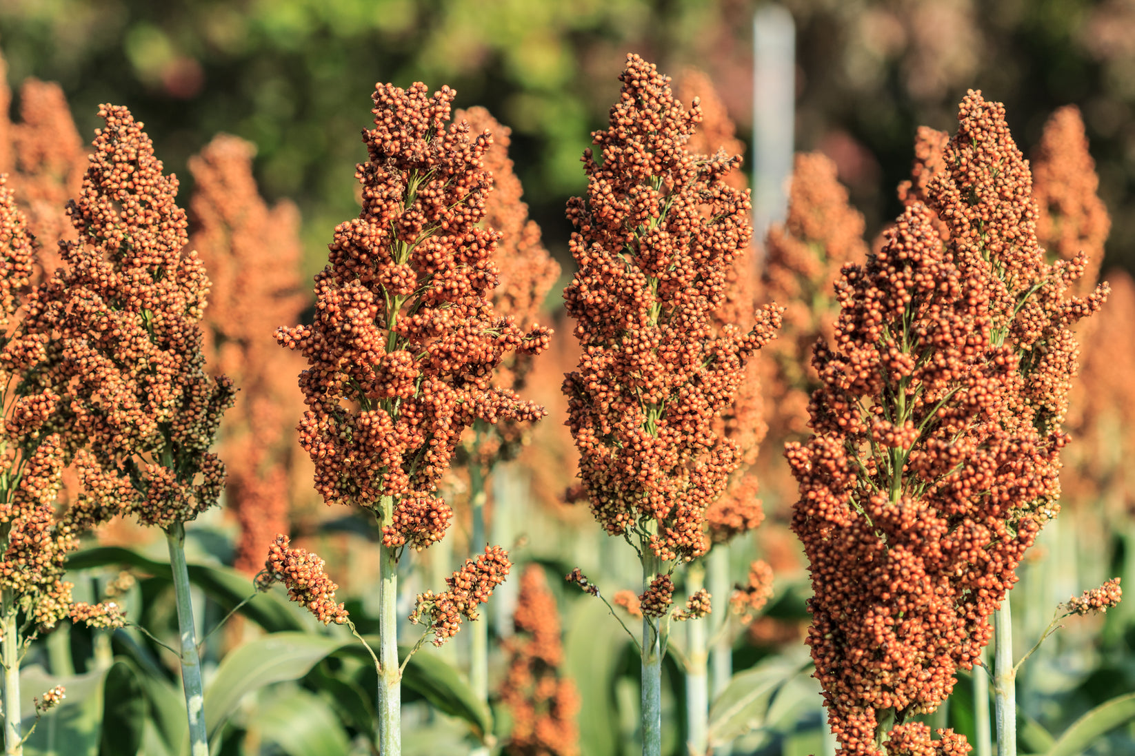 70 SUGAR DRIP SORGHUM Amber Cane Grain Sweet Syrup Vegetable Seeds ...