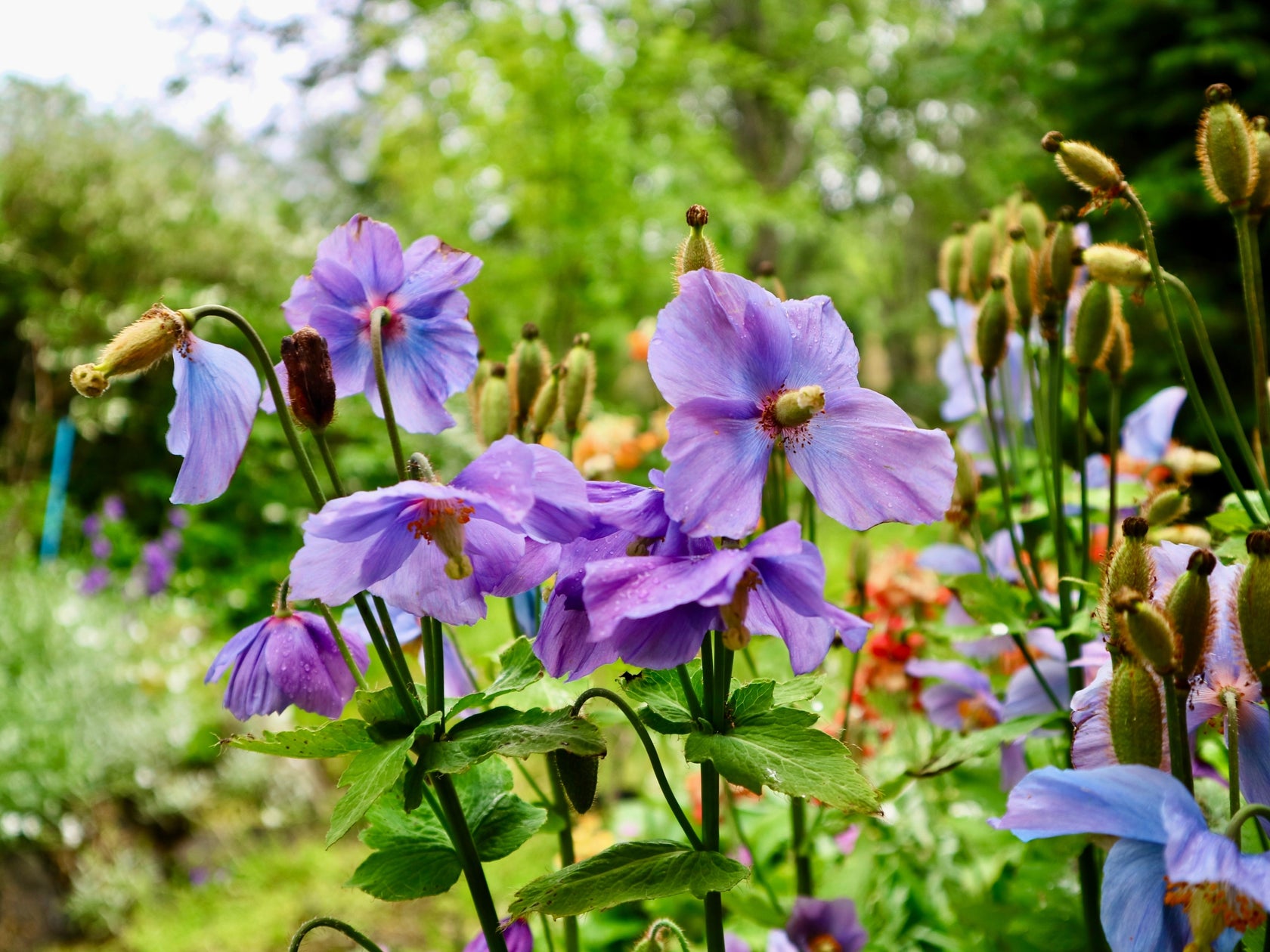 10 VIOLET HIMALAYAN POPPY Meconopsis Betonicifolia Purple Hensol Flowe ...
